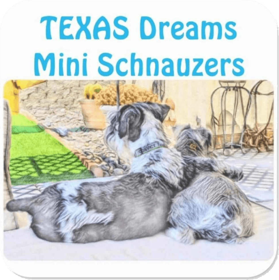 AKC Mini Schnauzers -TEXAS