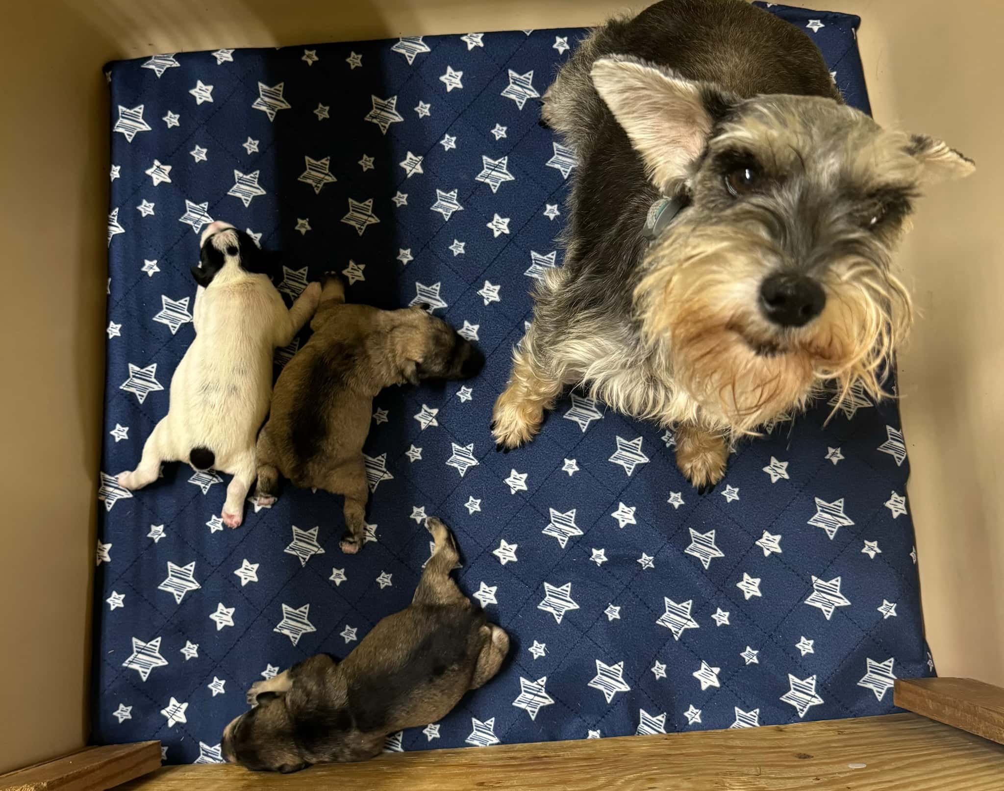 AKC Mini Schnauzers -TEXAS