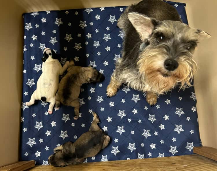 AKC Mini Schnauzers -TEXAS