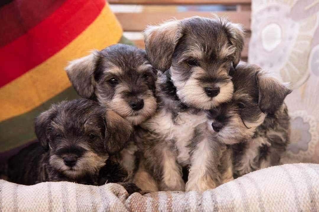 AKC Mini Schnauzers -TEXAS