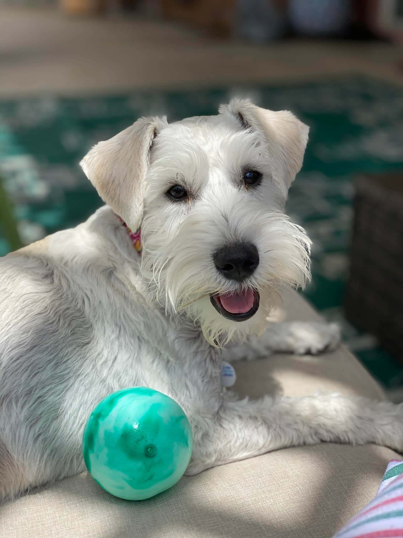 AKC Mini Schnauzers -TEXAS