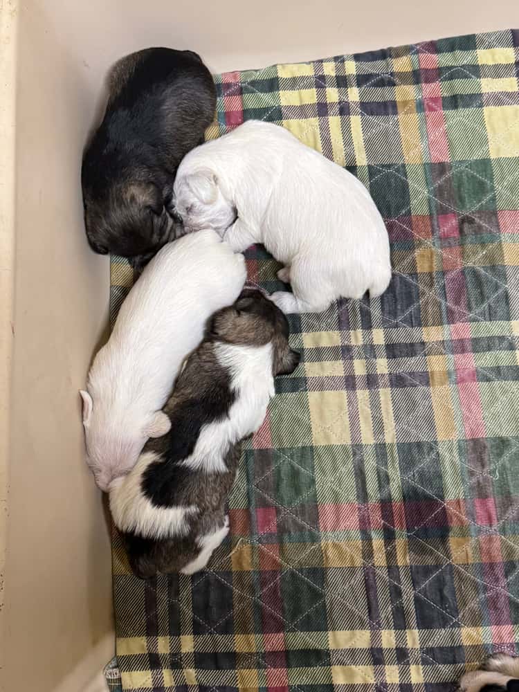 AKC Mini Schnauzers -TEXAS