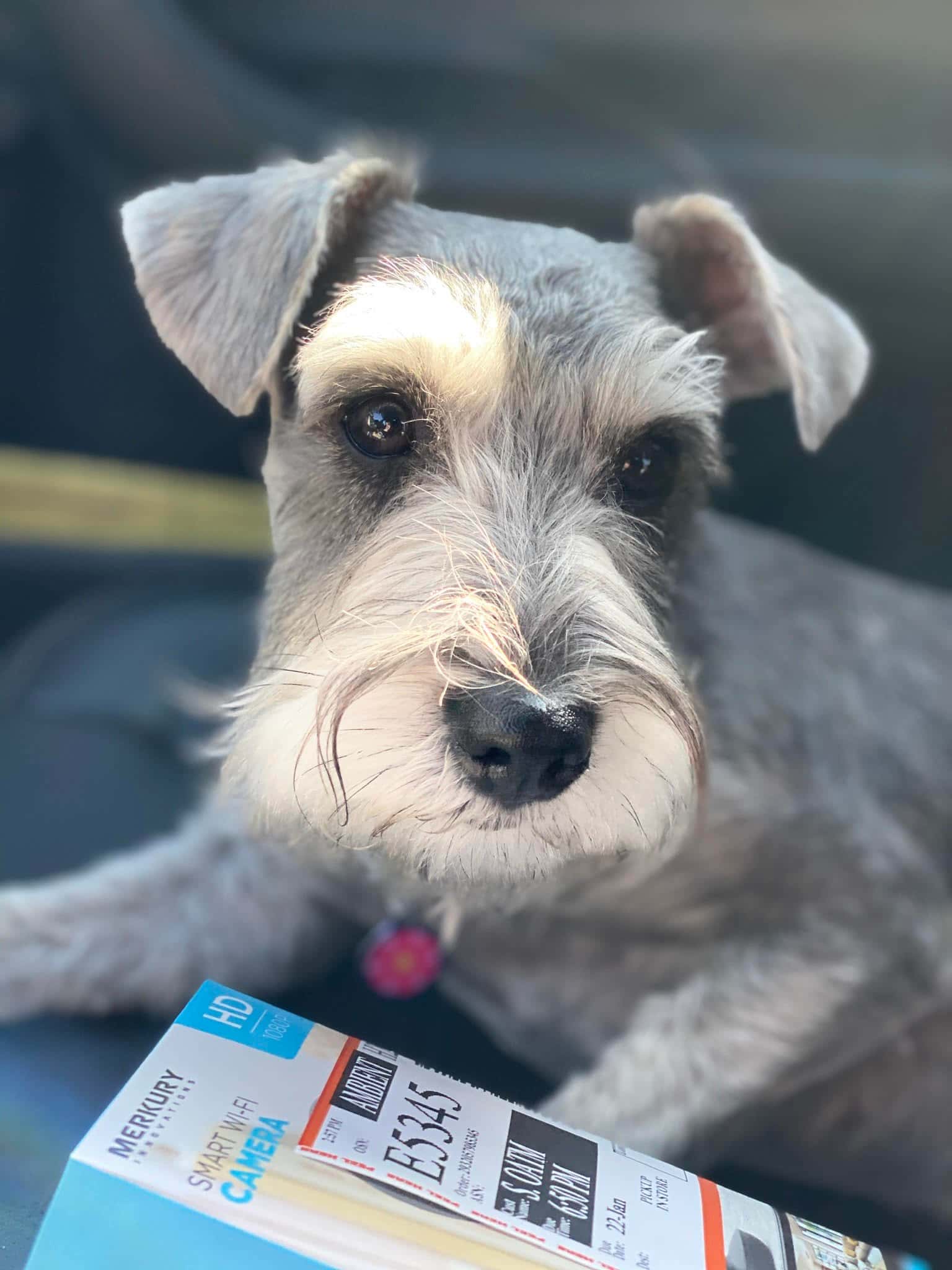AKC Mini Schnauzers -TEXAS